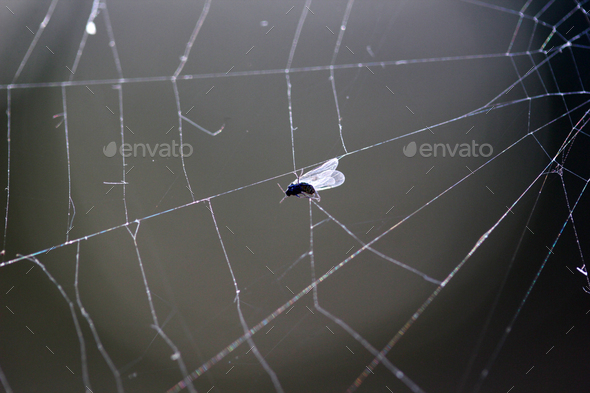 Nature background. Fly Caught in Spider Web. Stock Photo by safakc1